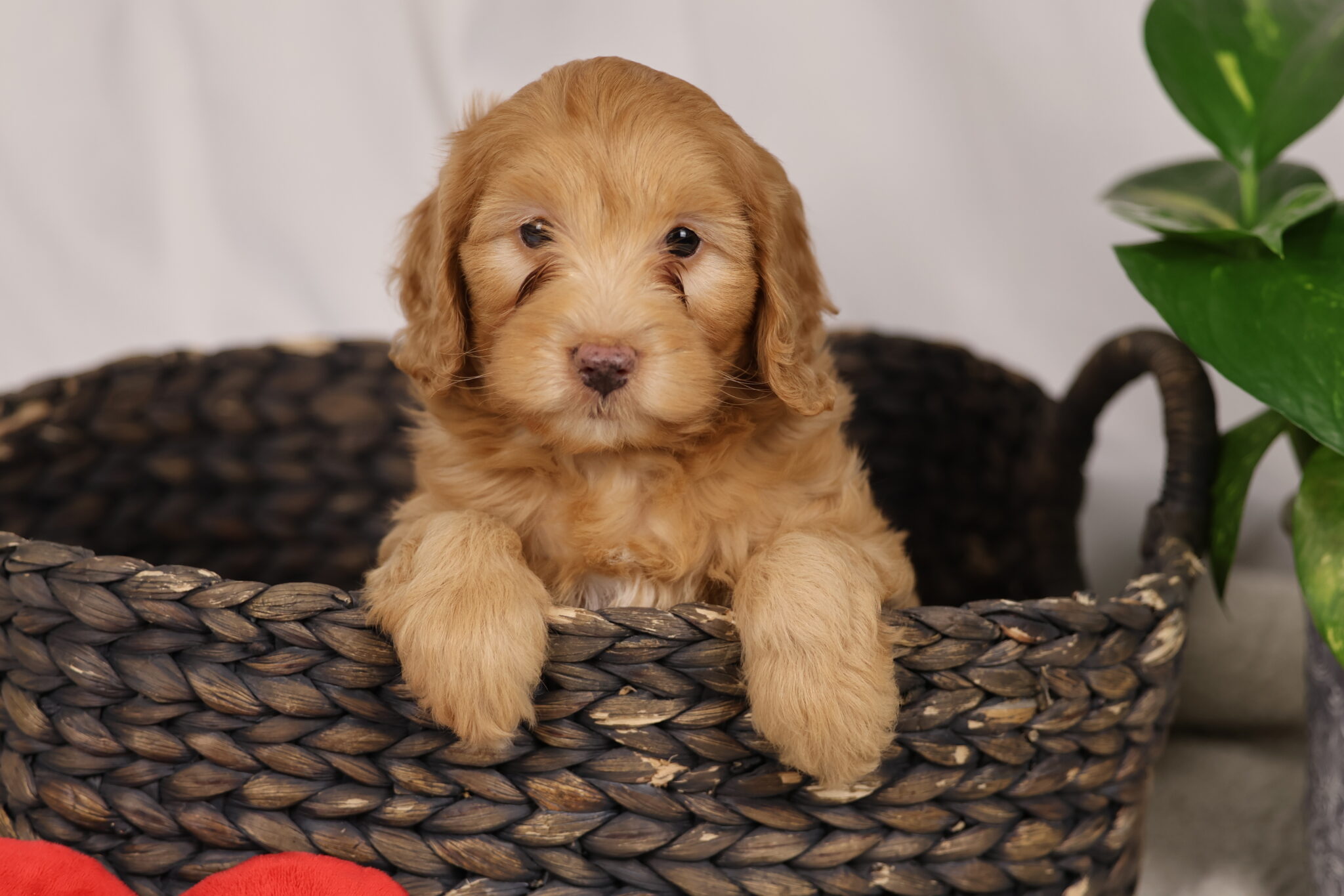 Sunny Side Pets | About Us | Lancaster Puppies Pa