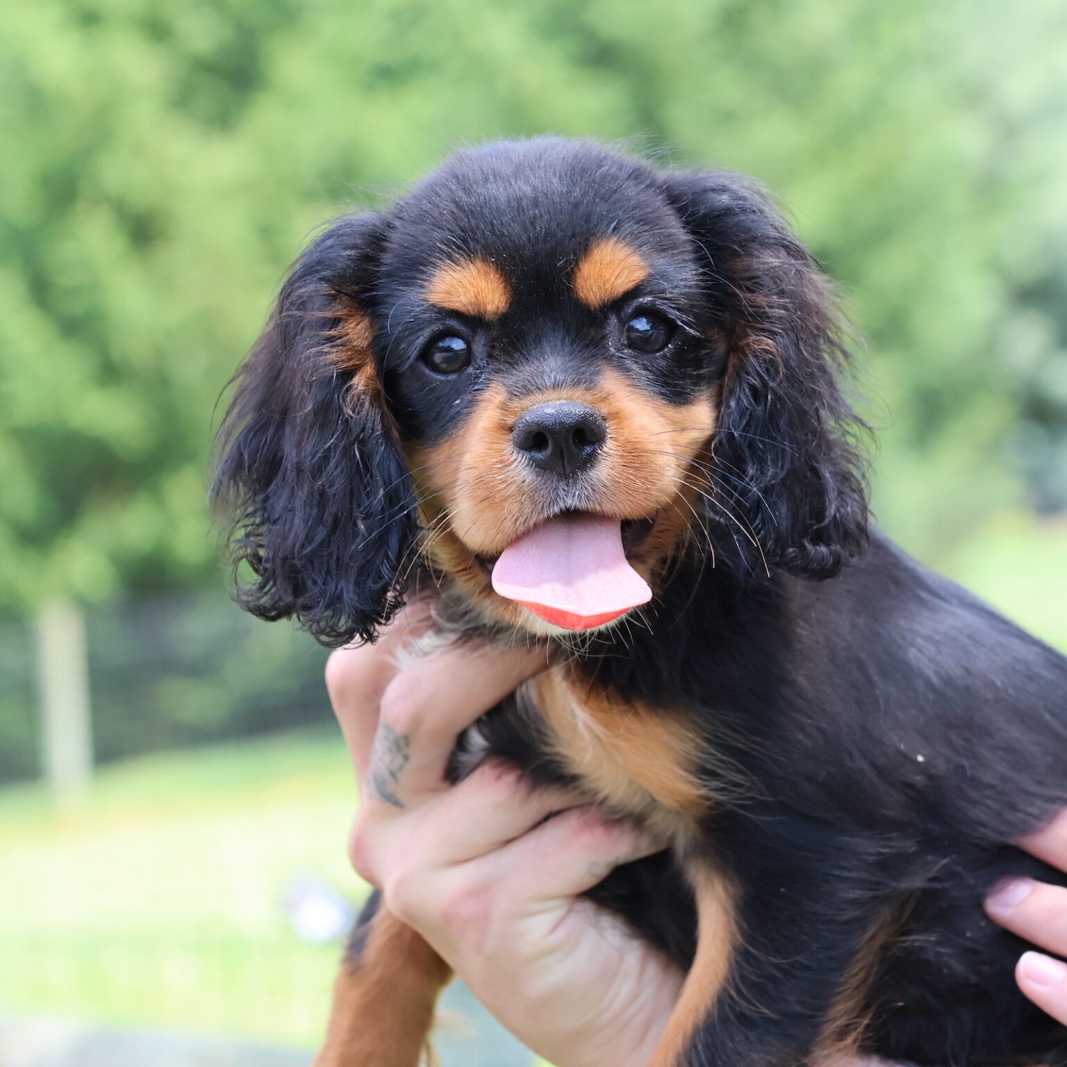 Cavalier King Charles Spaniel Puppies PA | Sunny Side Pets
