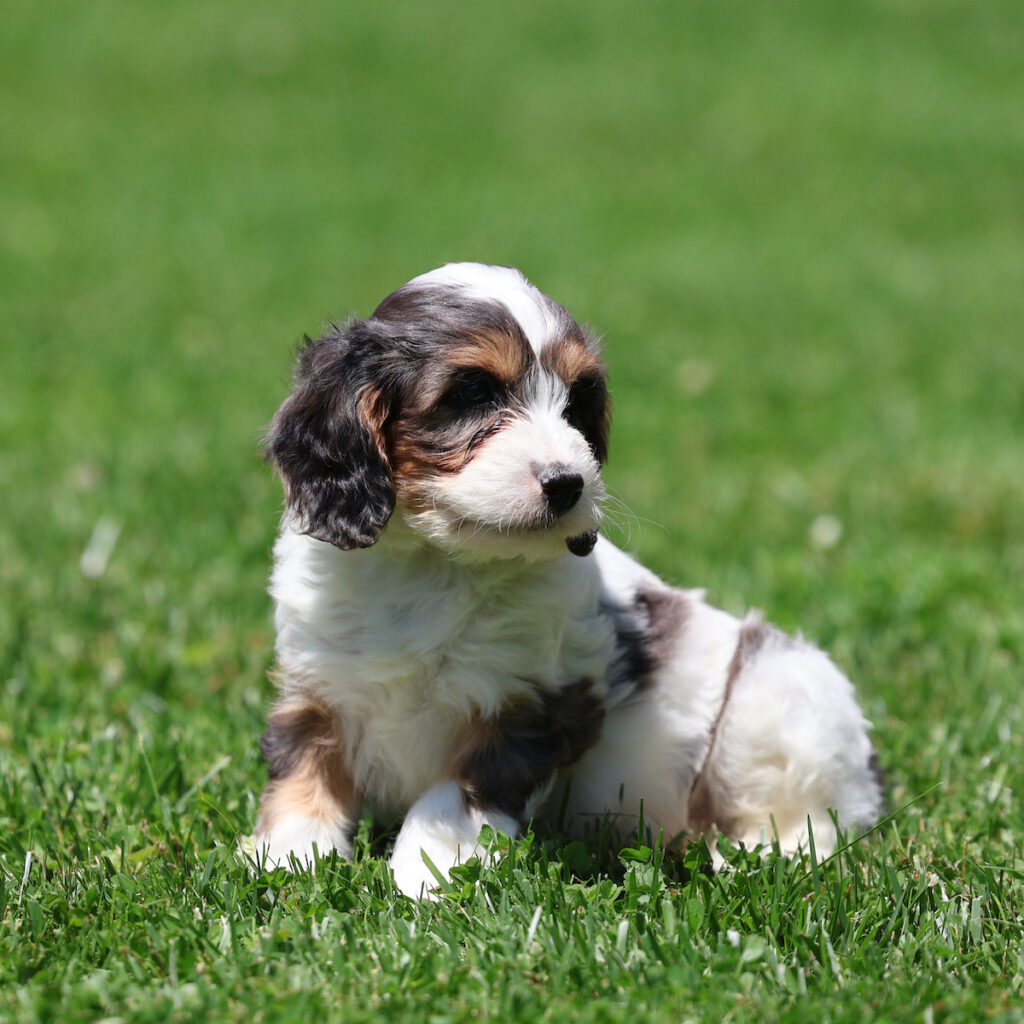 Miniature Cavapoo | Sunny Side Pets | Coconut