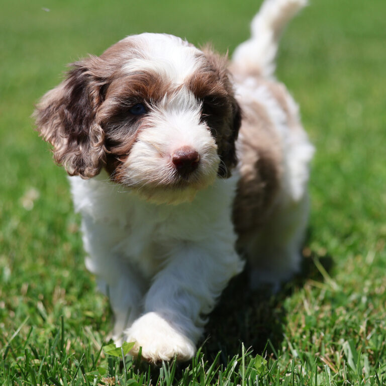 Sunny Side Pets | Cavapoo Breeders | Vet Checked Cavapoos