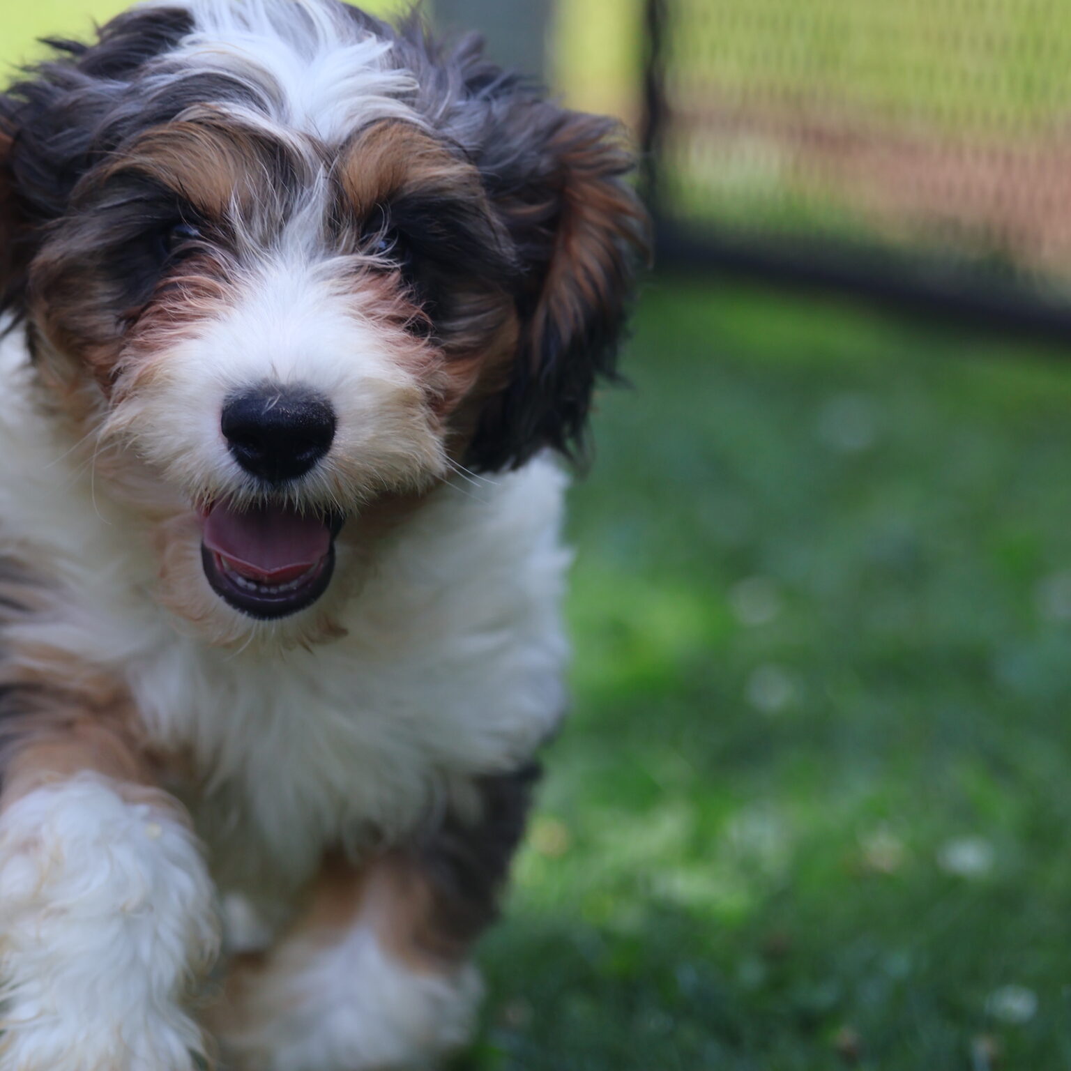 Miniature Cavapoo | Sunny Side Pets | Coconut